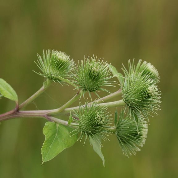 History Of Edible Burdock Plants | Gardening Know How
