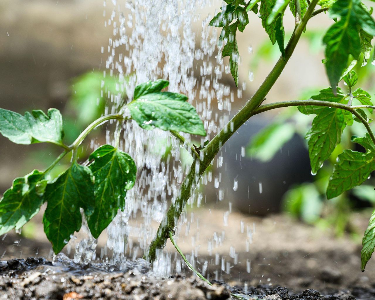 Watering tomato plants the right way is the key to success | Gardeningetc
