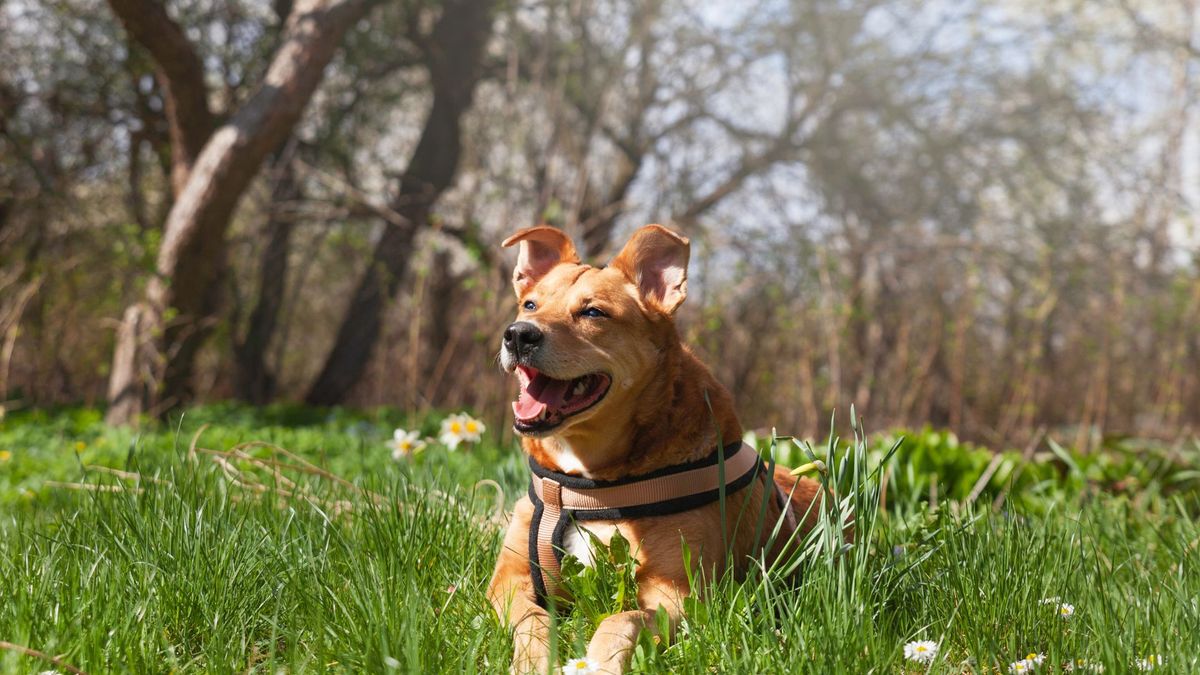 32 super cool dog breeds from the United States | PetsRadar