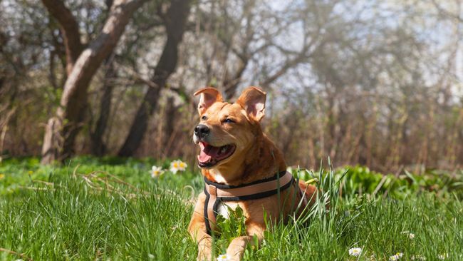 32 super cool dog breeds from the United States | PetsRadar