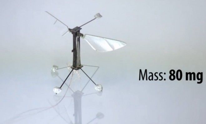WATCH: The world's tiniest flying robot takes off | The Week