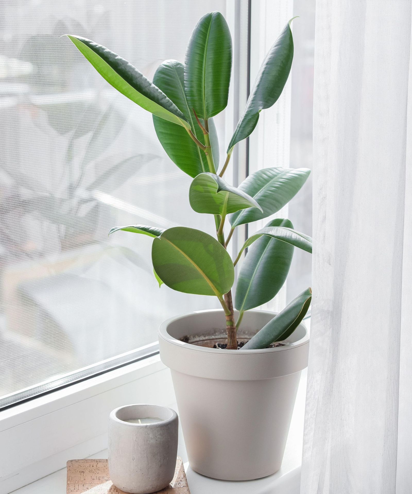 The best fig trees: to grow indoors and out | Homes and Gardens