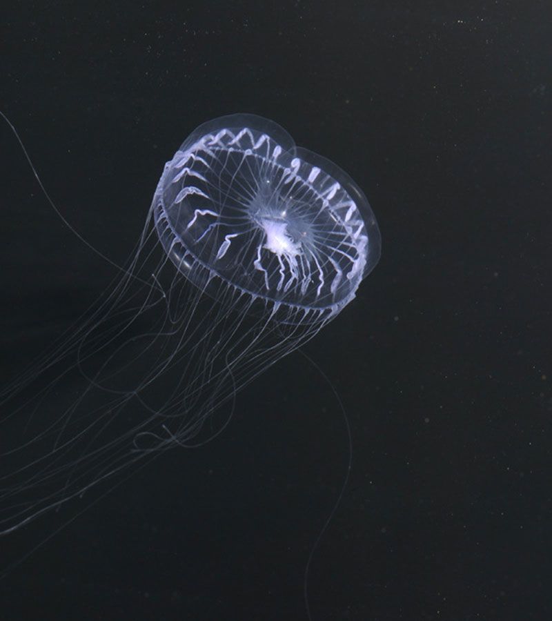 In photos: Spooky deep-sea creatures | Live Science