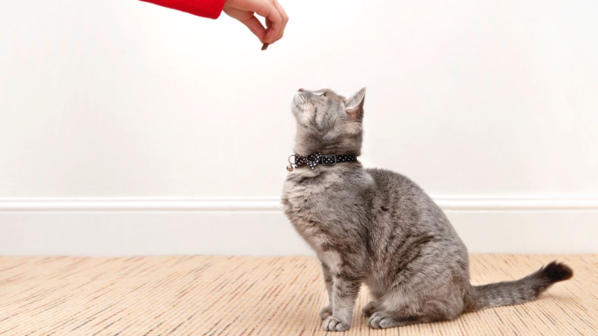 32 tricks to teach your cat | PetsRadar