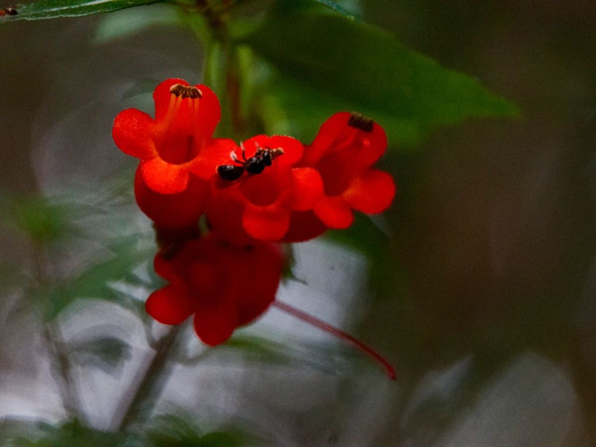 Mitraria Coccinea Info - How To Grow Mitre Flower Plants | Gardening ...