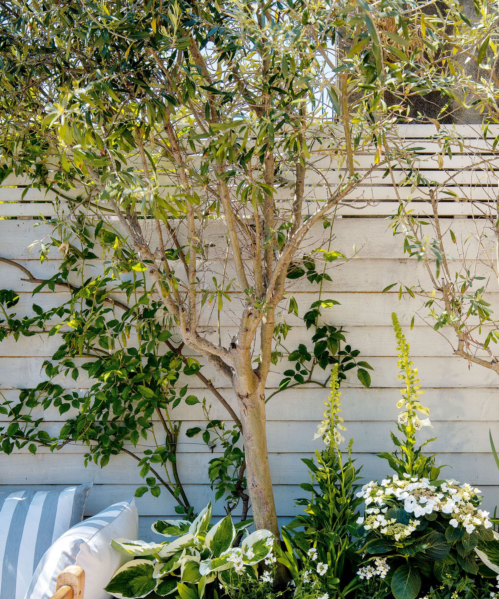 Expert tips on how to choose a tree - 10 key considerations | Homes and ...