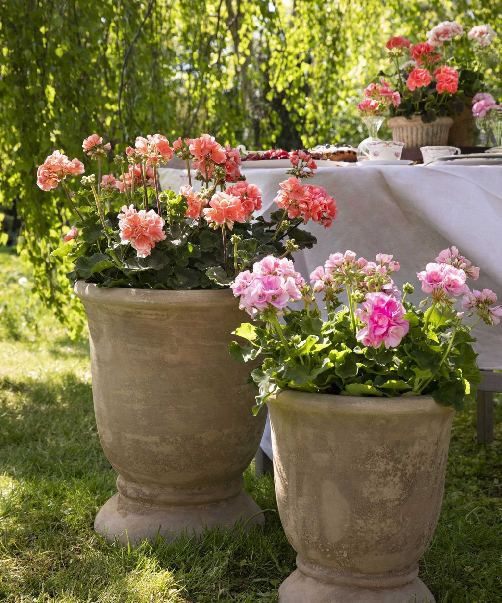 How to overwinter geraniums: with expert advice | Homes and Gardens