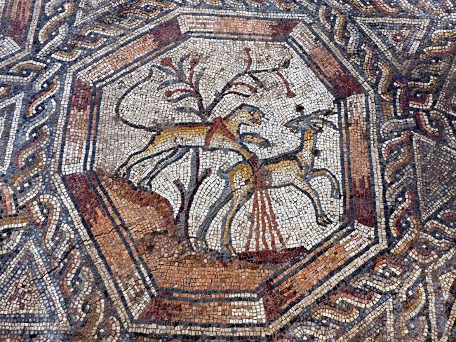 In Photos: 1,700-Year-Old Mosaic Once Adorned Israeli Courtyard | Live ...