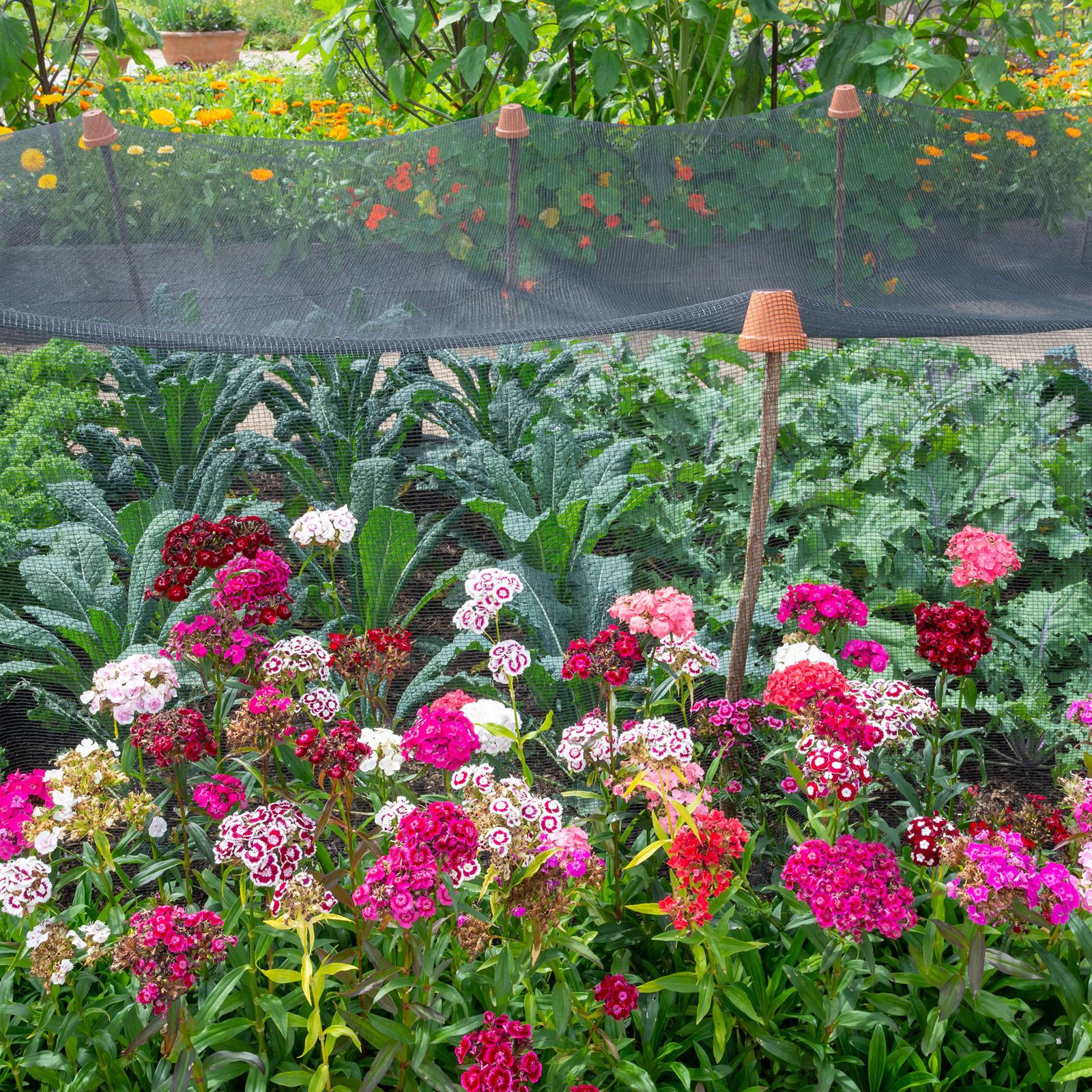 What is a biennial plant? An expert guide to biennials | Ideal Home