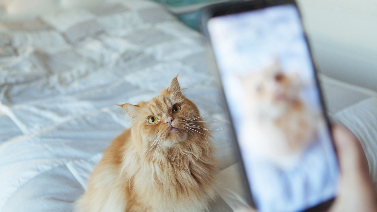 32 activities to do with your cat | PetsRadar