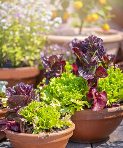 How to grow lettuce in pots: expert tips for container crops | Homes ...