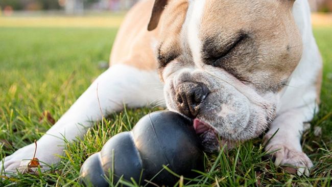 How to use Kong toys: A vet’s guide | PetsRadar
