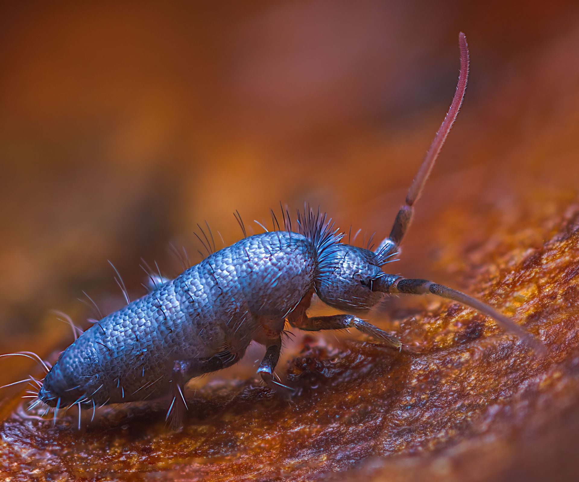 How to get rid of springtail bugs in the house: 4 expert tips | Homes ...