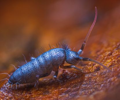 How to get rid of springtail bugs in the house: 4 expert tips | Homes ...