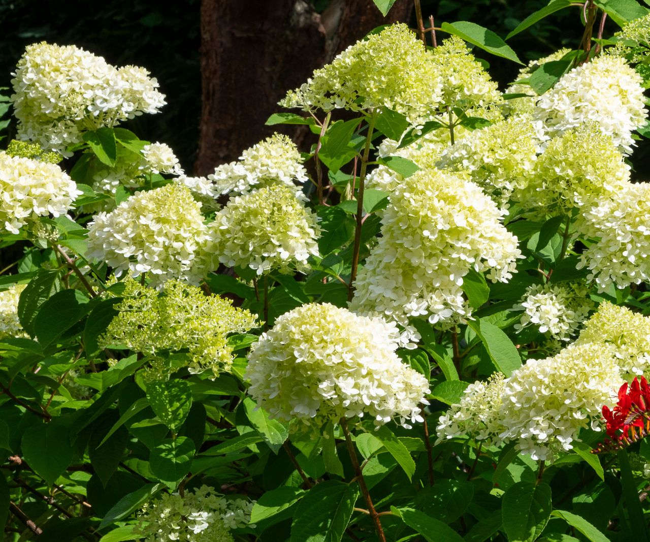 Best Panicle Hydrangea Varieties For Showy Bloom Perfection | Gardening ...