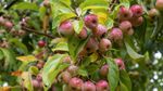 Balm of Gilead tree care and growing guide | Homes and Gardens