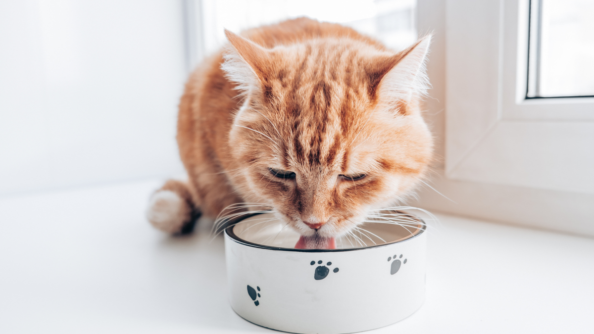 Vet reveals 8 reasons why your cat’s not drinking (and what to do about ...