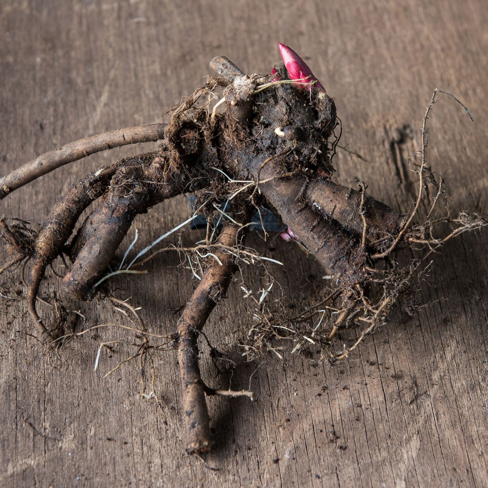 How to propagate peonies by division - a step-by-step guide | Ideal Home