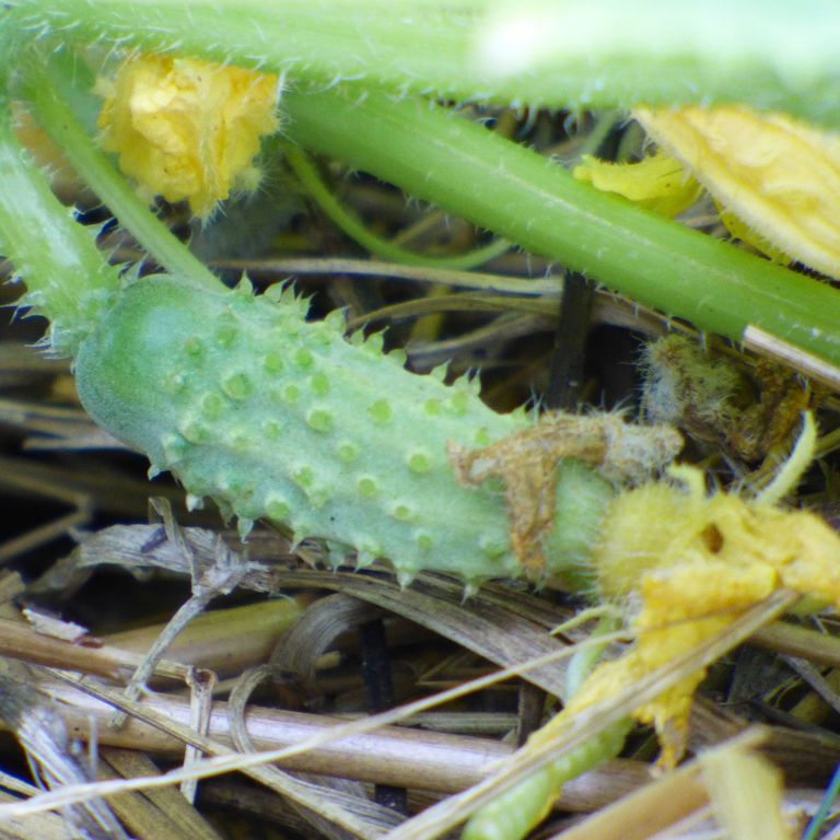 Spines On Cucumbers - Removing Cucumbers Prickles From Prickly Cucumber ...