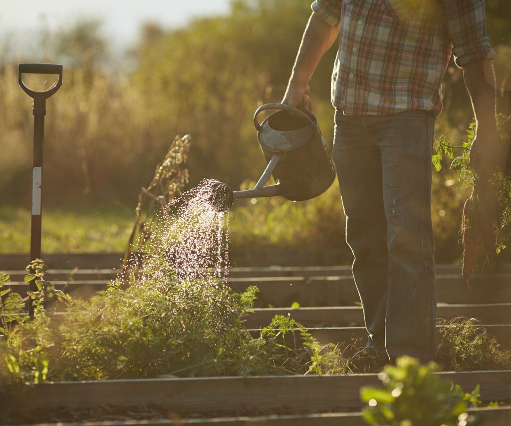 How to water plants: 10 expert tips for efficient watering | Homes and ...