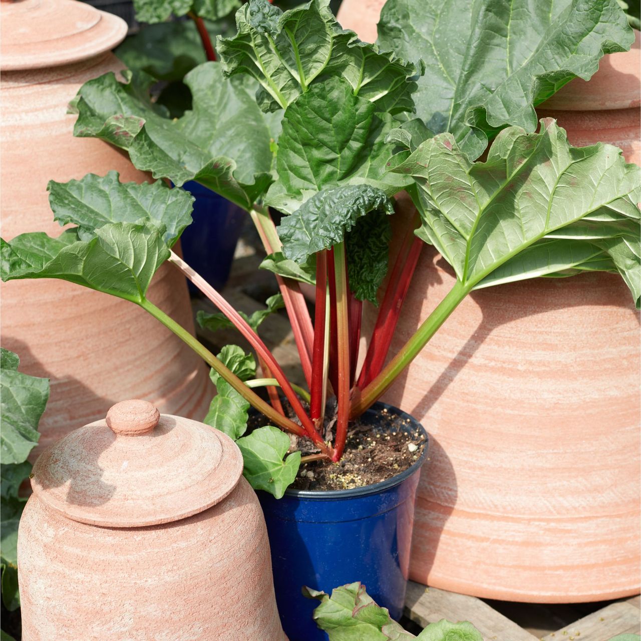 How to grow rhubarb in pots – an expert GYO guide | Ideal Home