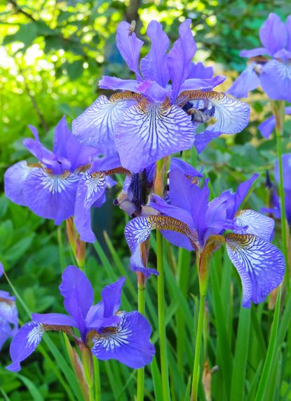 How to grow irises | Homes and Gardens