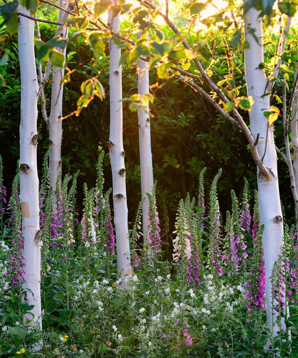 Best trees for small gardens: 11 top picks for less-than-large plots ...