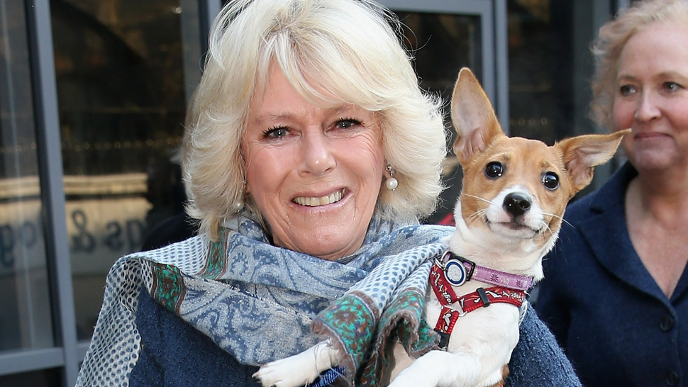 The Royal Family’s dogs: Everything you need to know | PetsRadar