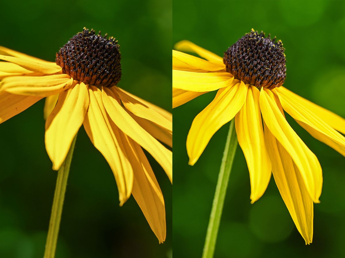 How to photograph flower close-ups in natural light | Digital Camera World