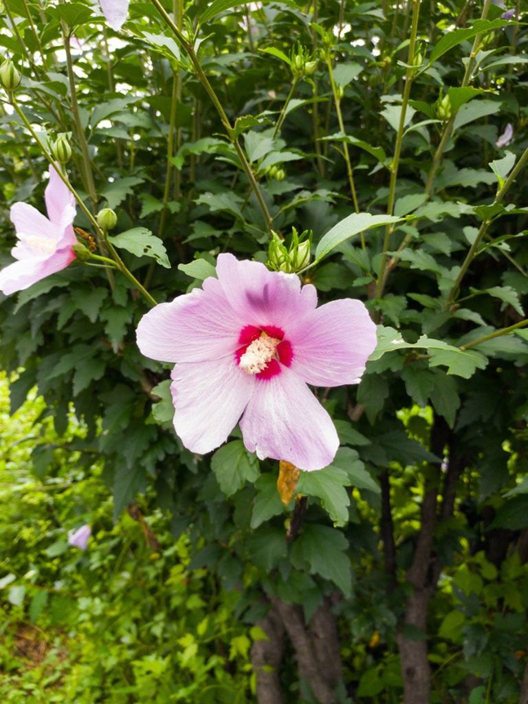 Transplanting A Rose Of Sharon: Learn When To Transplant Rose Of Sharon ...