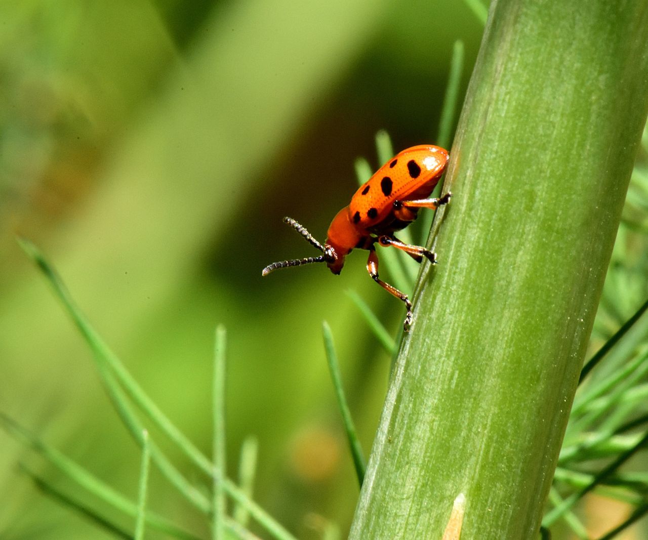 How to control asparagus beetle - expert tips | Homes and Gardens