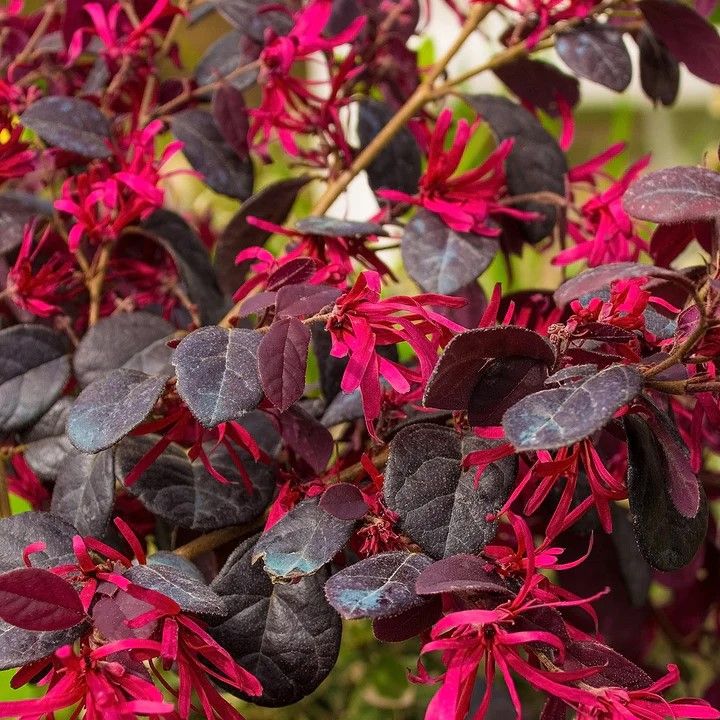 Best shrubs with dark foliage: top plants with purple leaves | Homes ...