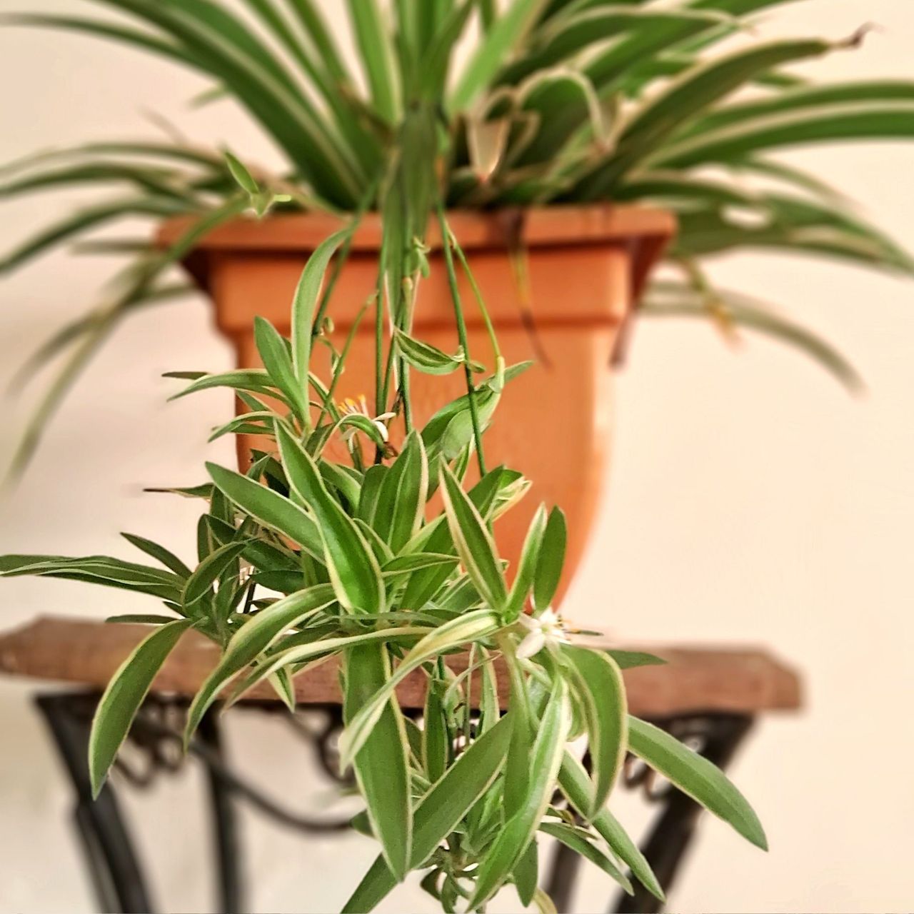 How to grow spider plant babies - three ways to propagate | Ideal Home