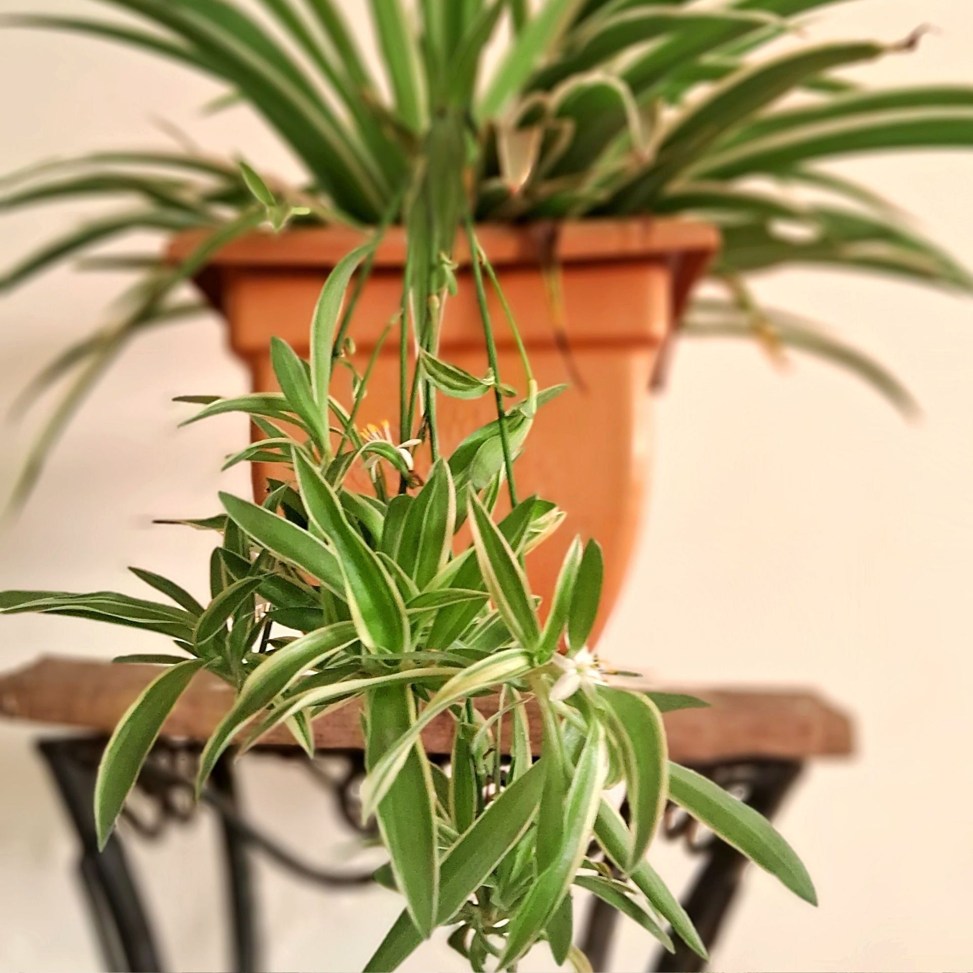 How to grow spider plant babies - three ways to propagate | Ideal Home