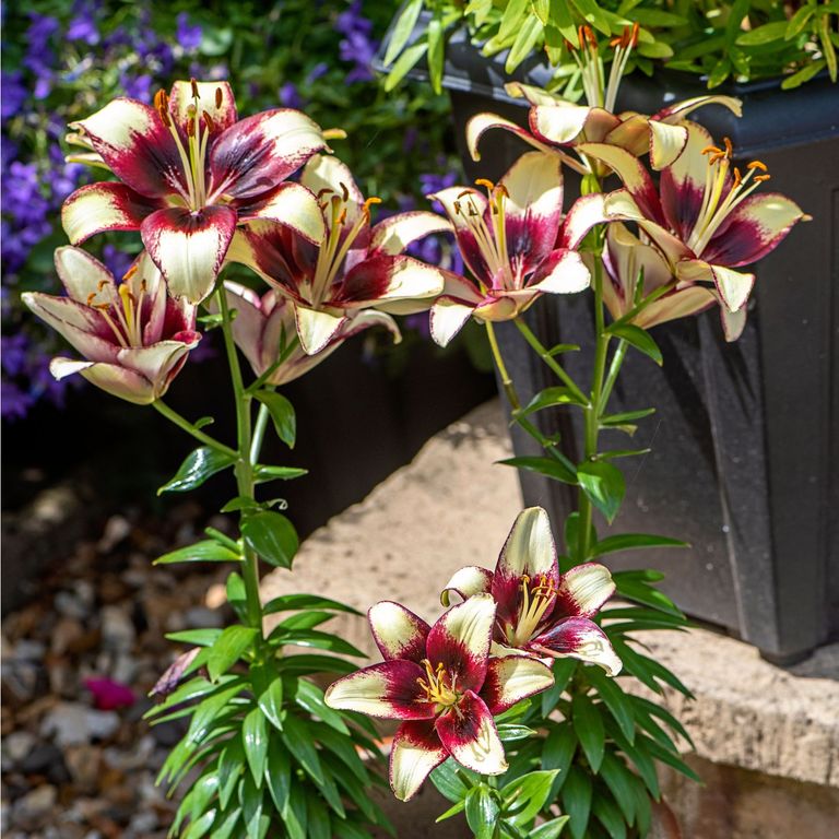 How to grow lilies — the best way to plant the bulbs and care | Ideal Home