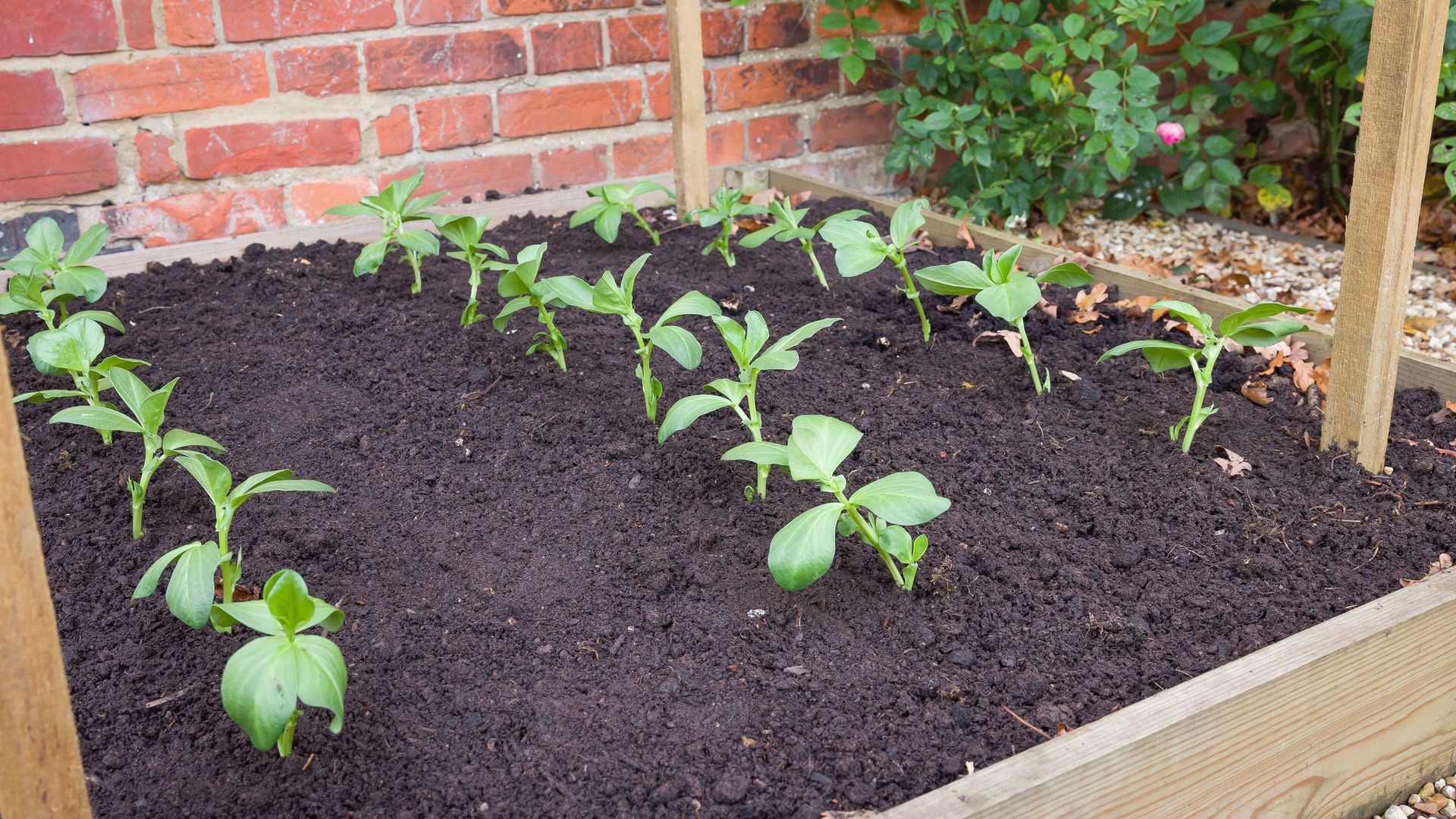 How to grow broad beans: add these low-maintenance crops to your veg ...