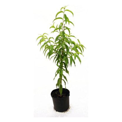 How to Grow Peach Trees in Your Backyard | Livingetc