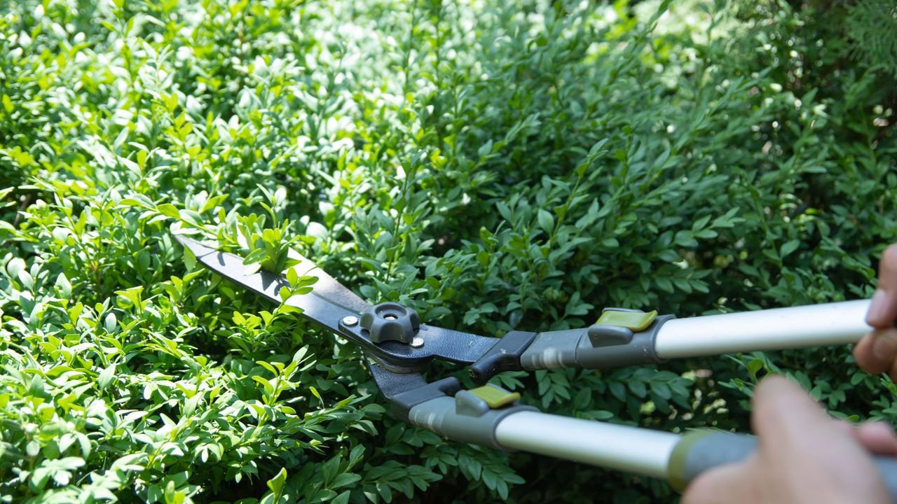 How to sharpen garden shears: experts share foolproof methods | Woman ...