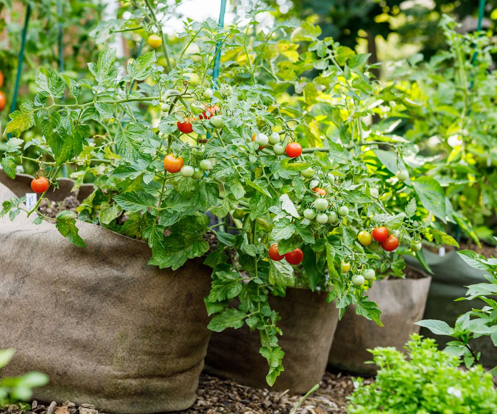 Very Best Tasting Tomatoes To Try For Yield And Sweetness | Gardening ...