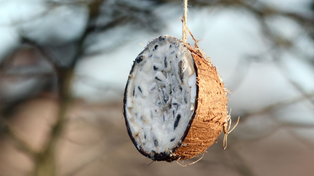 Feeding birds in winter | Tom's Guide