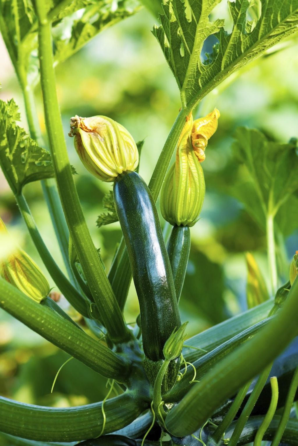 Should I Fertilize Zucchini - Information On Zucchini Fertilizer ...