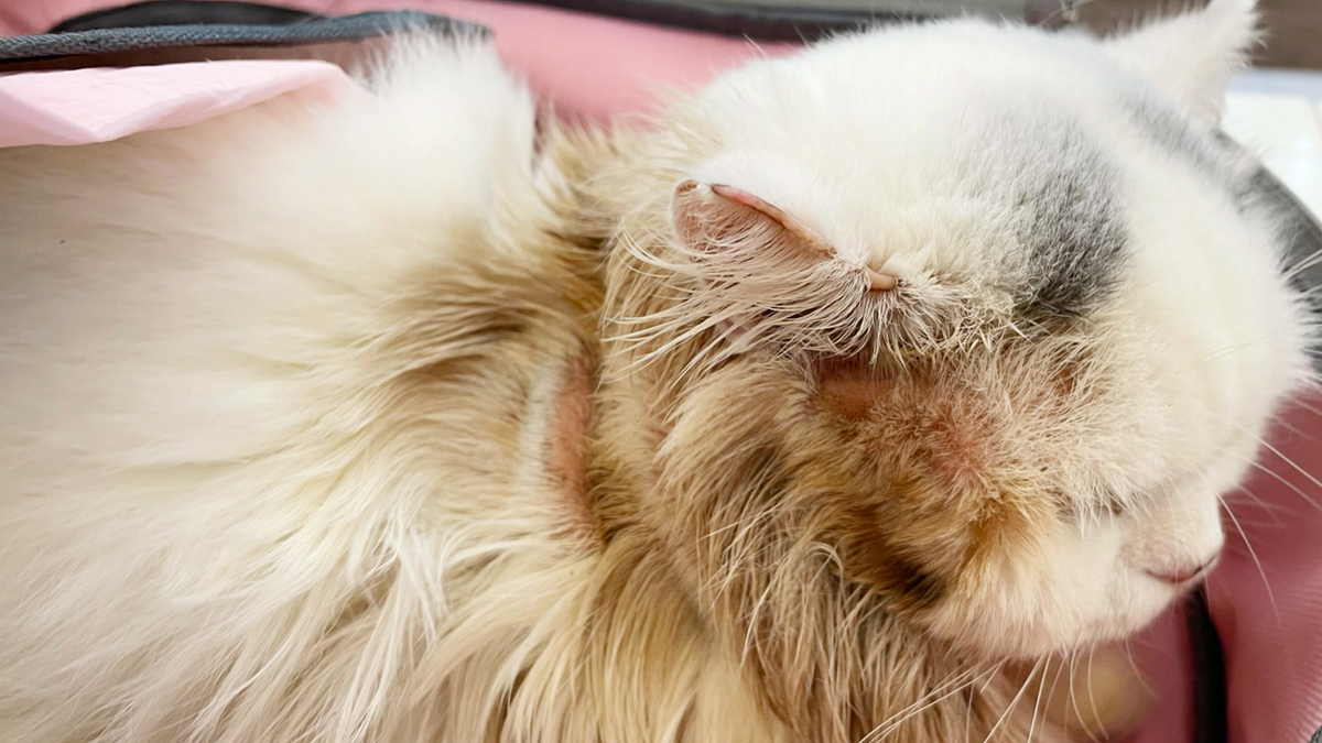 Is my cat sick? Vet reveals 10 signs your cat needs help | PetsRadar