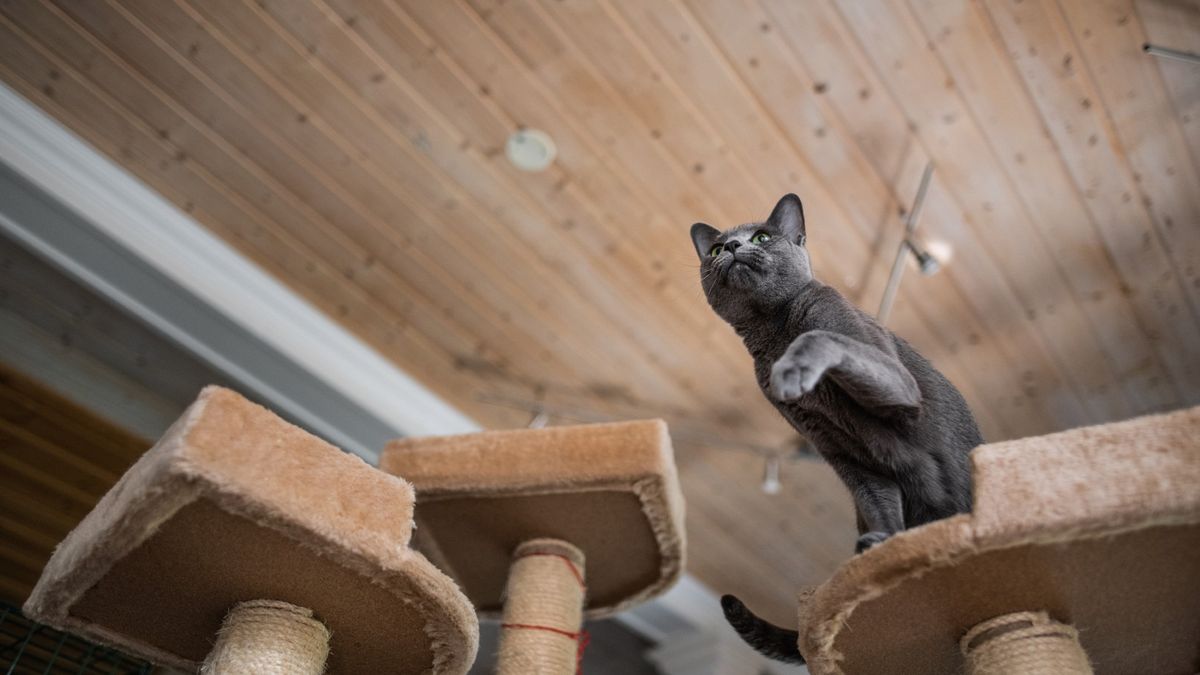 32 things to know about Russian blue cats | PetsRadar