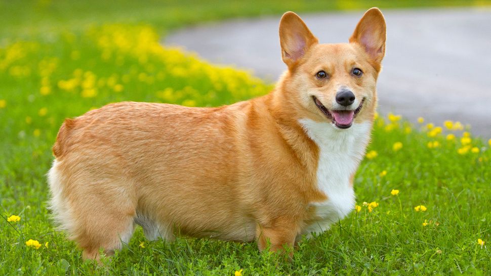 Pembroke Welsh Corgi: Breed profile and information | PetsRadar