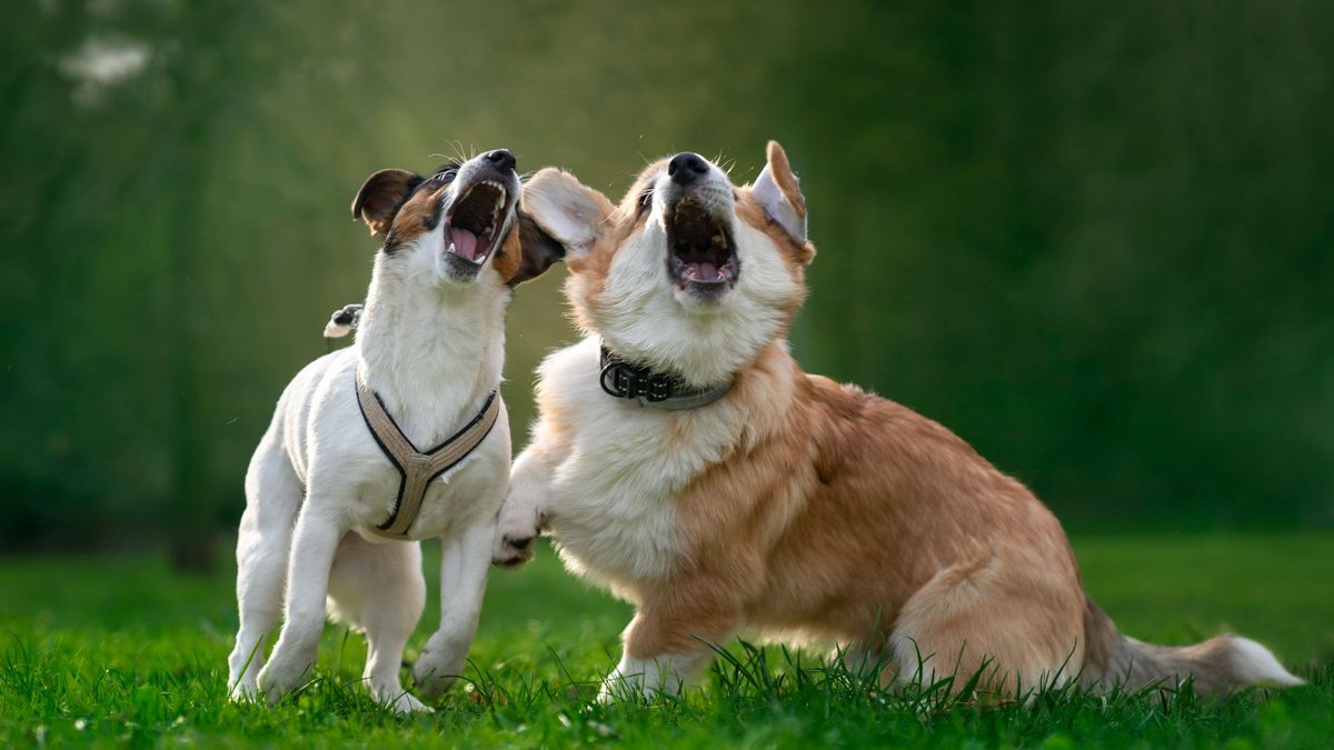 How to handle dog aggression: Vet solves 5 common behavioral problems ...