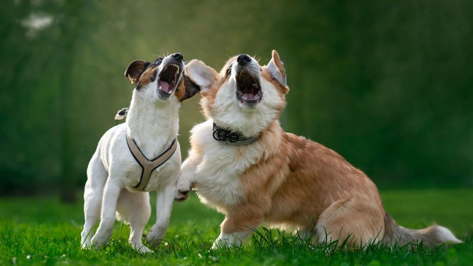 How to handle dog aggression: Vet solves 5 common behavioral problems ...