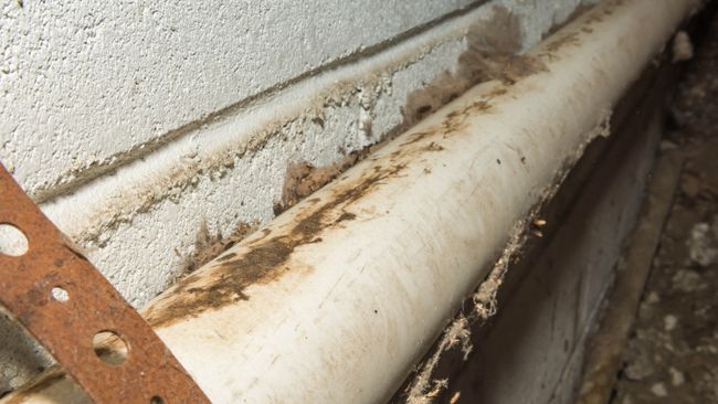 7 telltale signs you have mice in your home | Tom's Guide