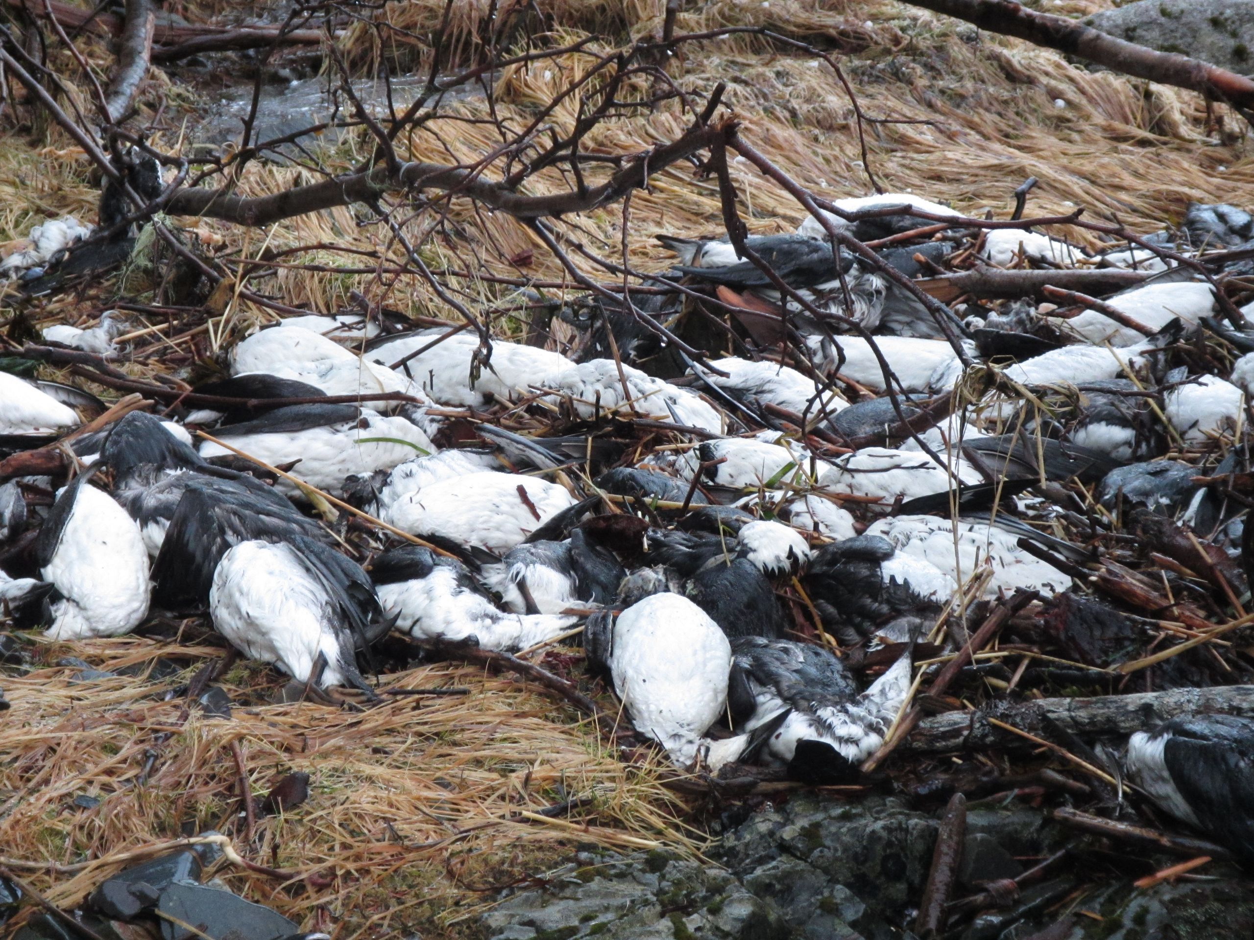 Massive Bird Die-Off Puzzles Alaskan Scientists | Live Science