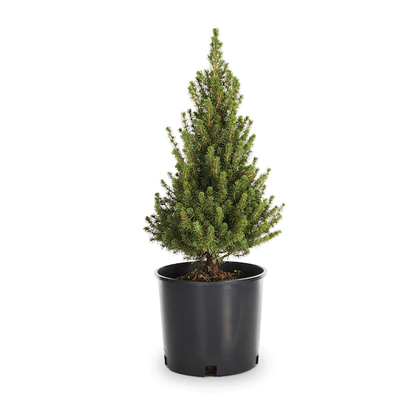 5 best trees to grow in pots for extra privacy in your yard | Livingetc