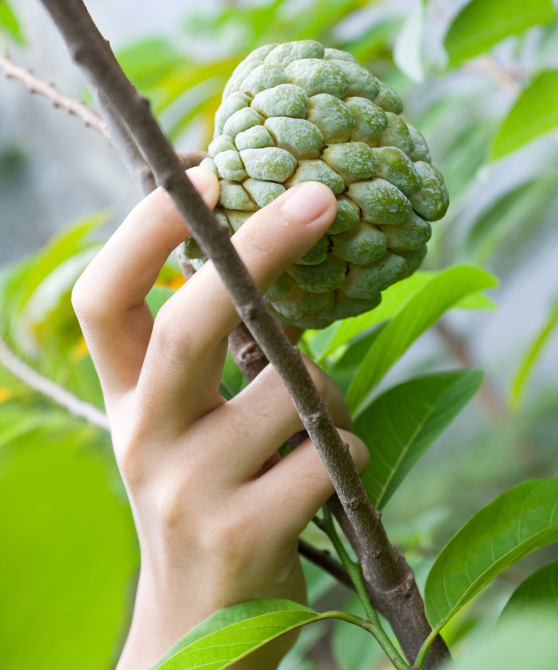 Cherimoya care and growing guide: how to grow custard apples | Gardeningetc